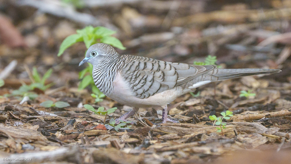 Peaceful Dove from Darwin NT, Australia on December 26, 2023 at 08:40 ...