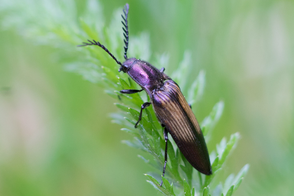 copper click beetle from 87541 Bad Hindelang, Deutschland on May 28 ...