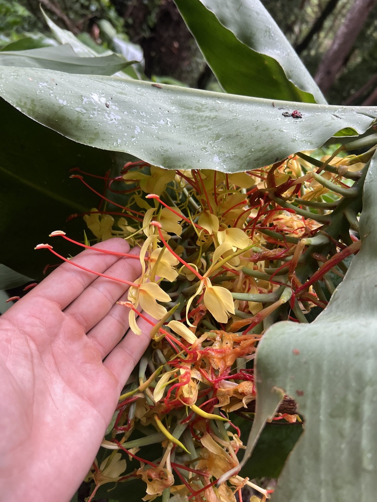 Kahili ginger from Springbrook QLD 4213, Australia on January 17, 2024 ...
