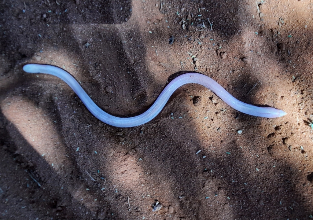 Somali Sharp-snouted Worm Lizard from Oodweyne, SO-TO, SO on January 17 ...