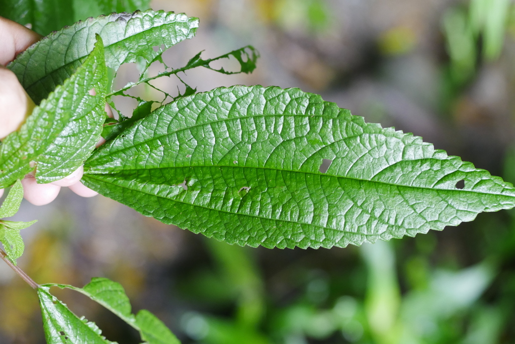 nettle family from Springbrook QLD 4213, Australia on January 17, 2024 ...