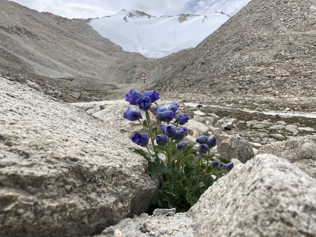 musk larkspur from Chang La Pass on August 4, 2022 at 10:54 AM by ...