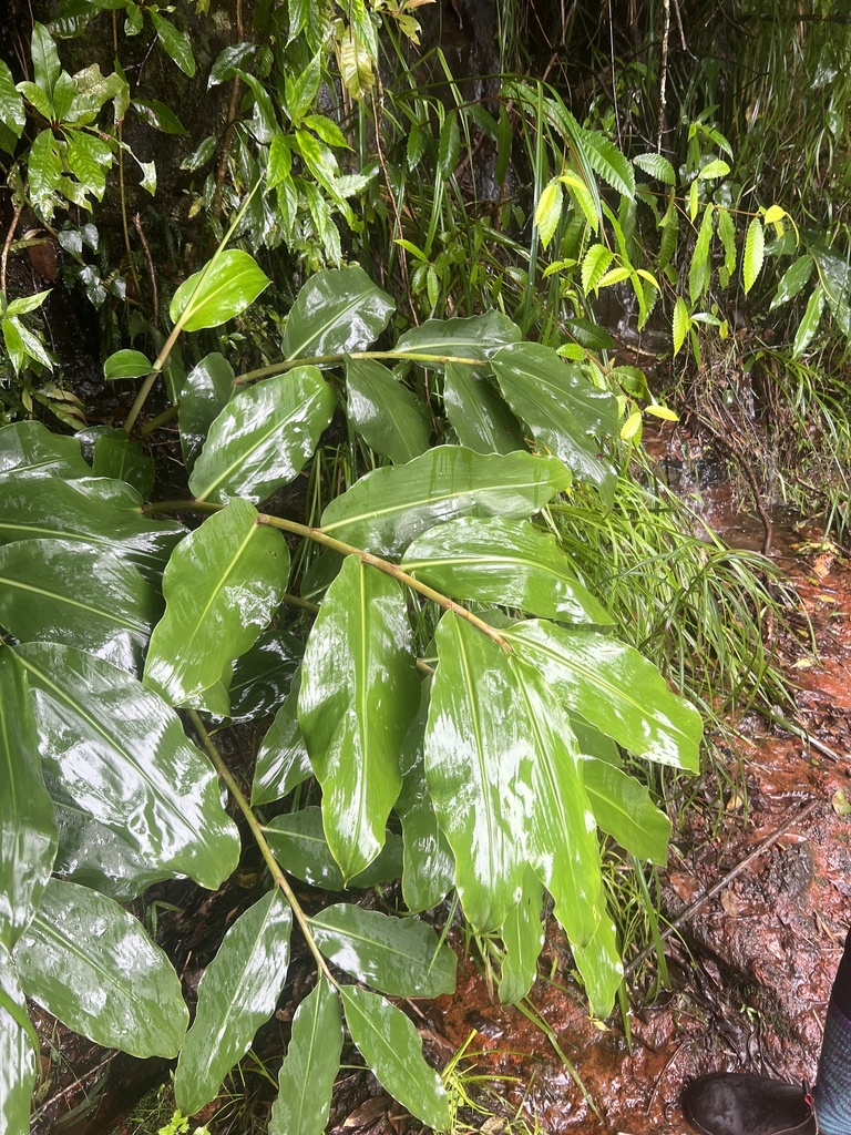 Gingers from Springbrook QLD 4213, Australia on January 17, 2024 at 10: ...