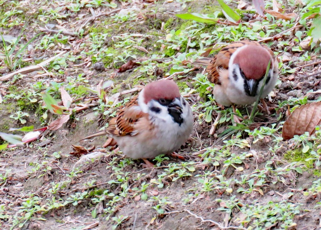 Eurasian Tree Sparrow from Taipei, Taiwan on January 4, 2024 at 01:19 ...