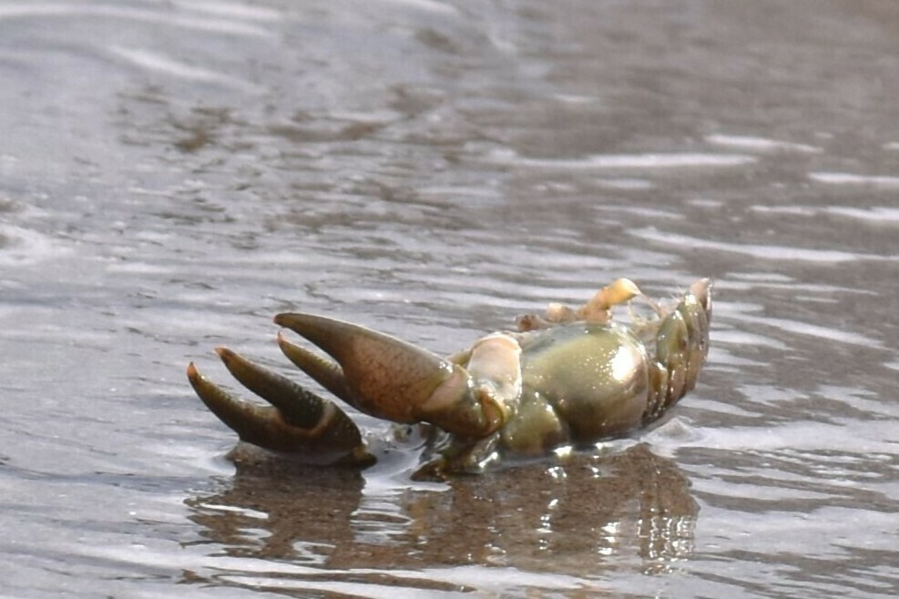 Rusty Crayfish from Rouge Beach, Toronto, ON, Canada on January 13 ...