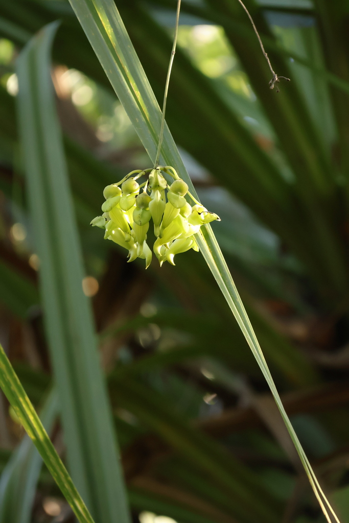 Burny Bean from Cattana Wetlands, Cairns QLD, Australia on September 27 ...