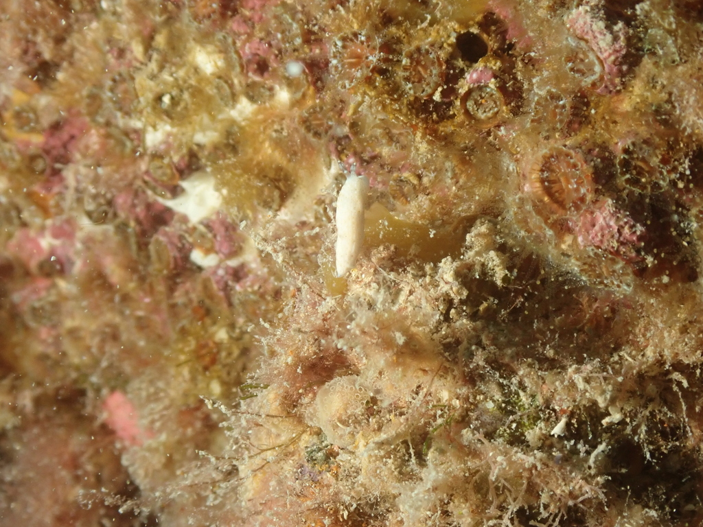 Dermatobranchus from Claris on December 3, 2023 at 01:21 PM by Jack ...