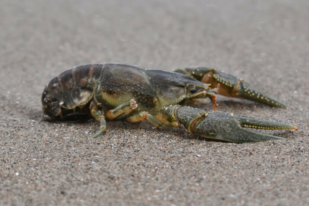 Rusty Crayfish from Rouge Beach, Toronto, ON, Canada on January 13 ...