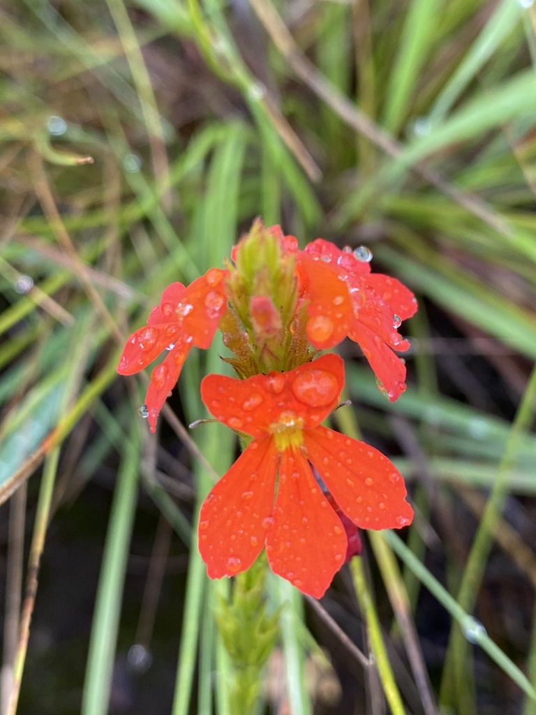 Striga from Ehlanzeni, ZA-MP, ZA on January 17, 2024 at 10:16 AM by ...