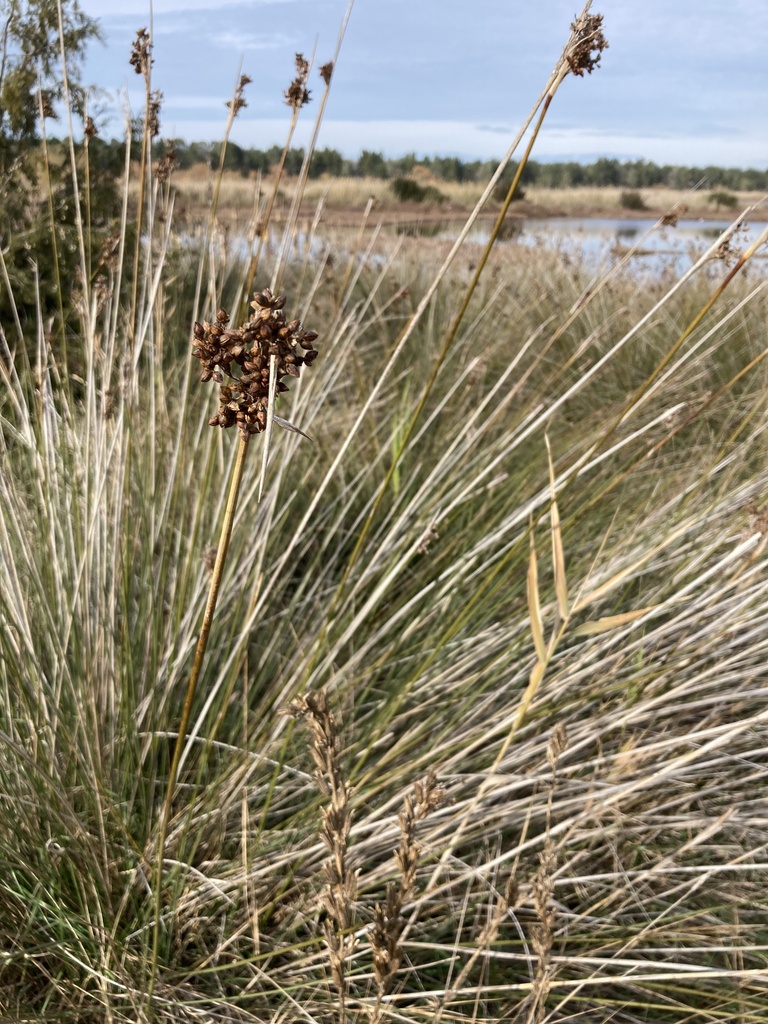 spiny rush from Laguna e Karavastasë, Divjakë, Fier, AL on January 17 ...