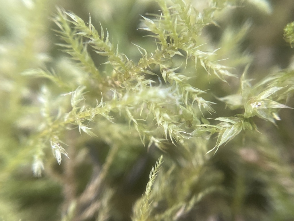 Common Feather-moss from University of Oxford, Oxford, England, GB on ...