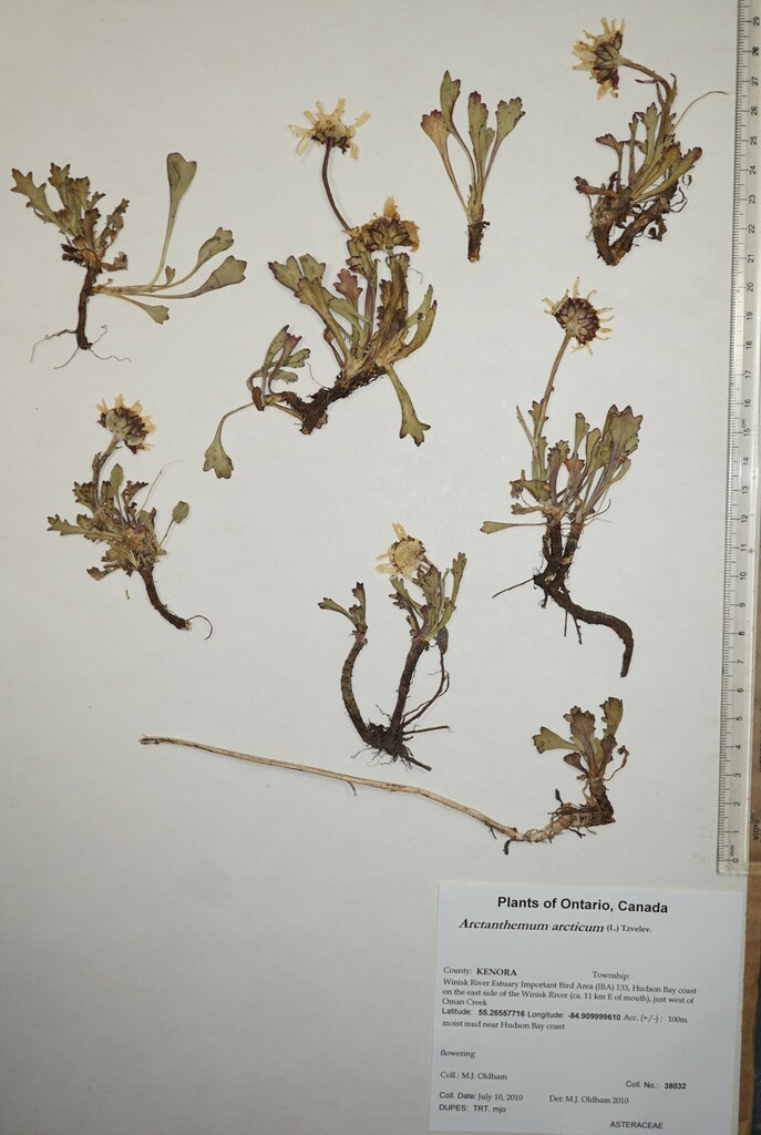 Arctic Daisy from Canada, Ontario KENORA County, Winisk River Estuary ...