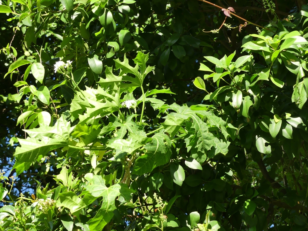 tree spinach from 77734 Barceló Maya, Q.R., Mexique on January 5, 2024 ...