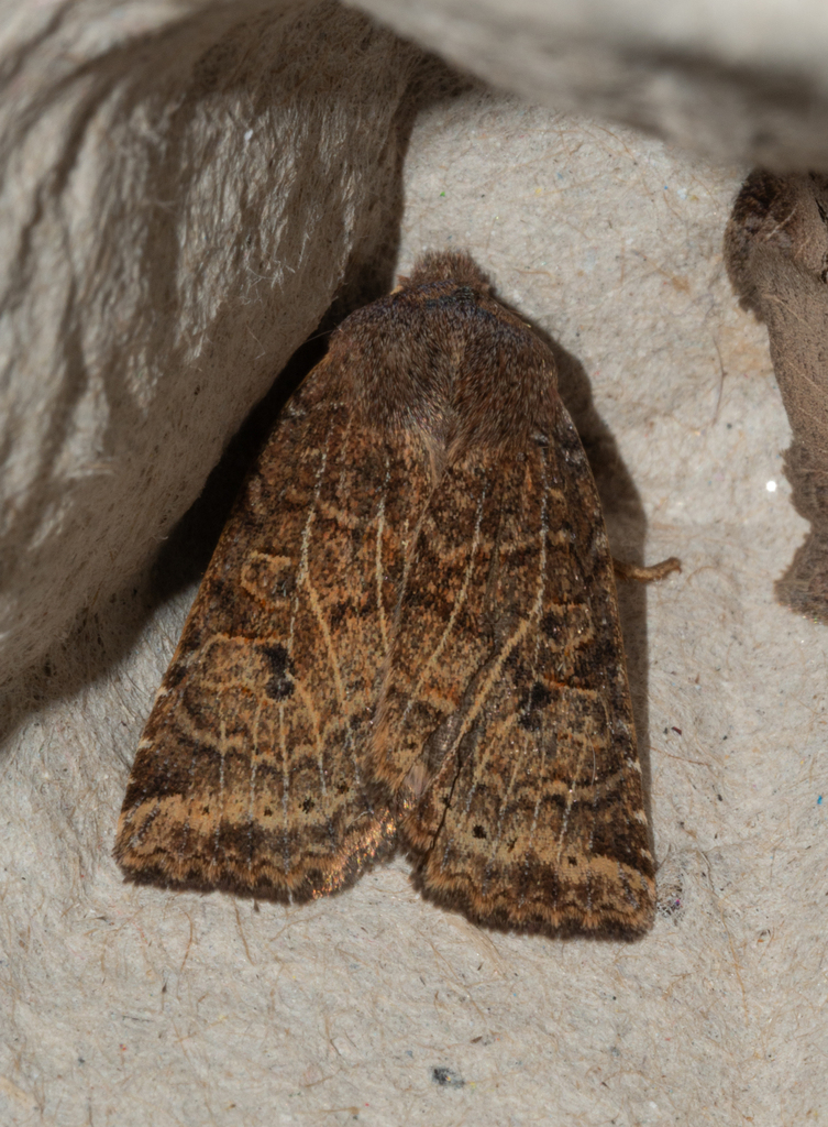 Conistra from La Sayuela, Ávila, Spain on January 17, 2024 at 08:00 AM ...