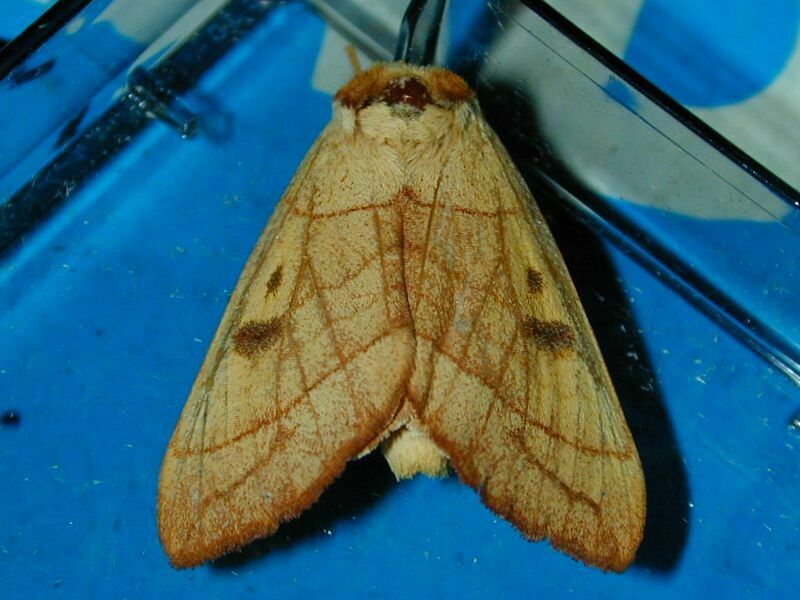 Spotted Datana Moth from Floyd Bennet Field, Brooklyn, NY, USA on July ...