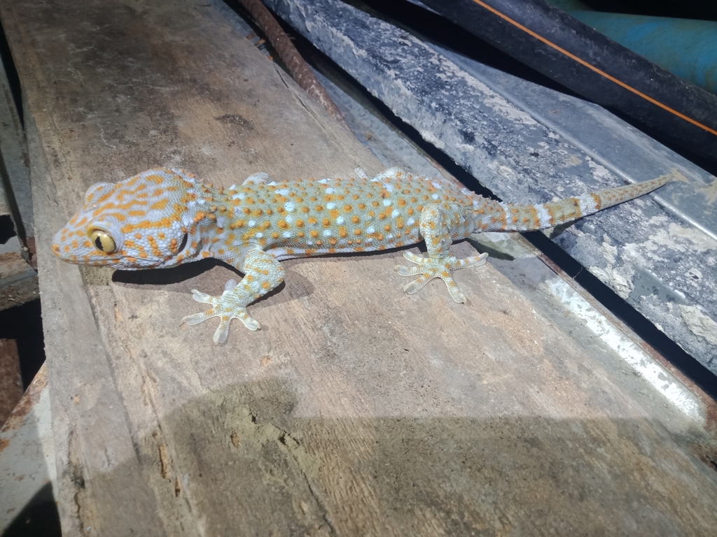 Tokay Gecko from Nong Makha, Kaeng Krachan District, Phetchaburi 76170 ...