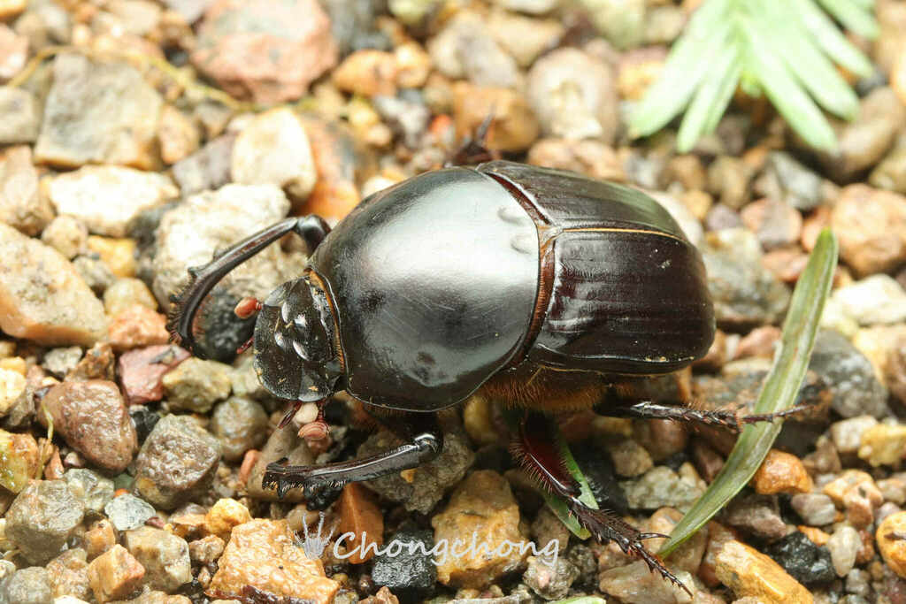 Onitis from 中国浙江省台州市天台县 on July 31, 2023 at 10:36 PM by 虫虫 · iNaturalist