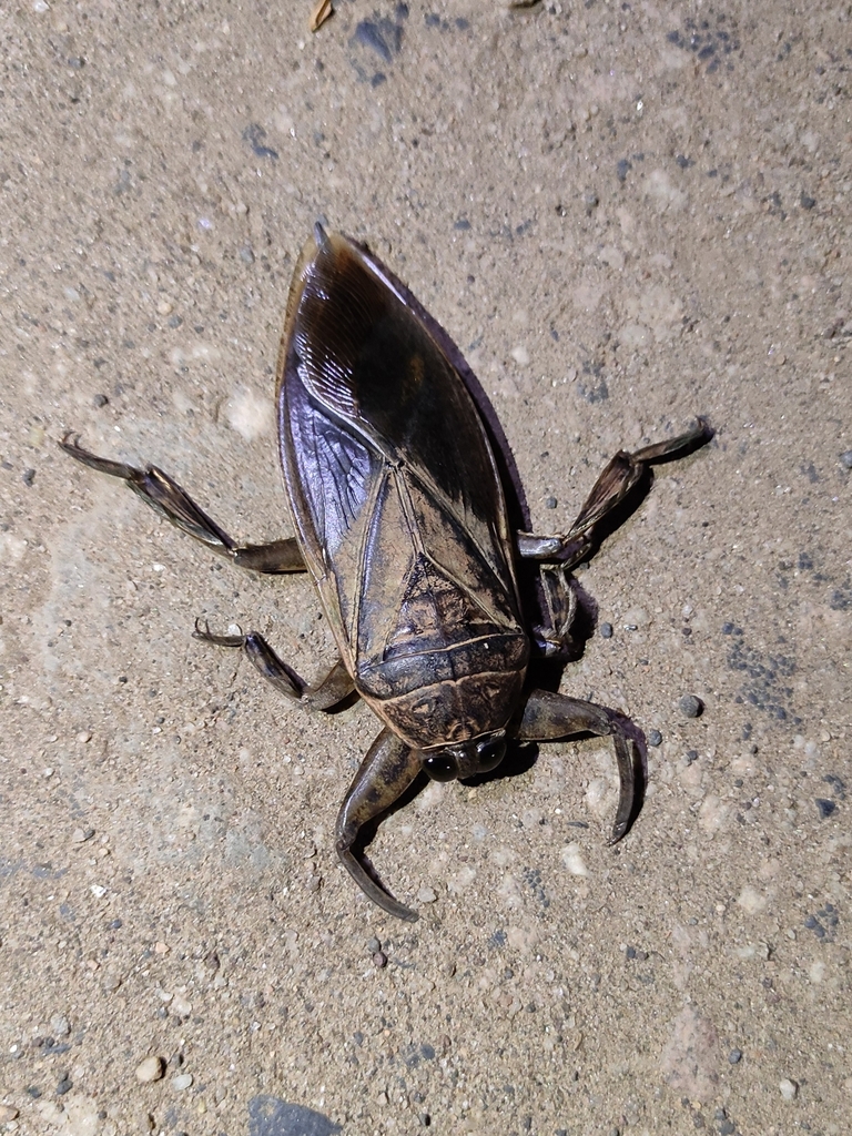 Madagascan Giant Water Bug from 42QM+3M9, Antsirabé, Madagascar on ...