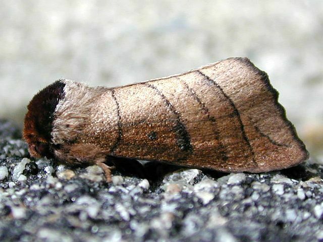 Angus' Datana Moth from Yards Creek, New Jersey, USA on July 13, 2000 ...