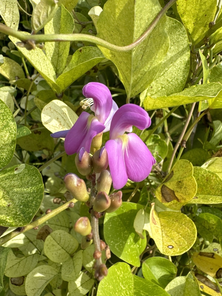 Beach Bean from Grand Cayman, East End, KY on January 17, 2024 at 10:21 ...