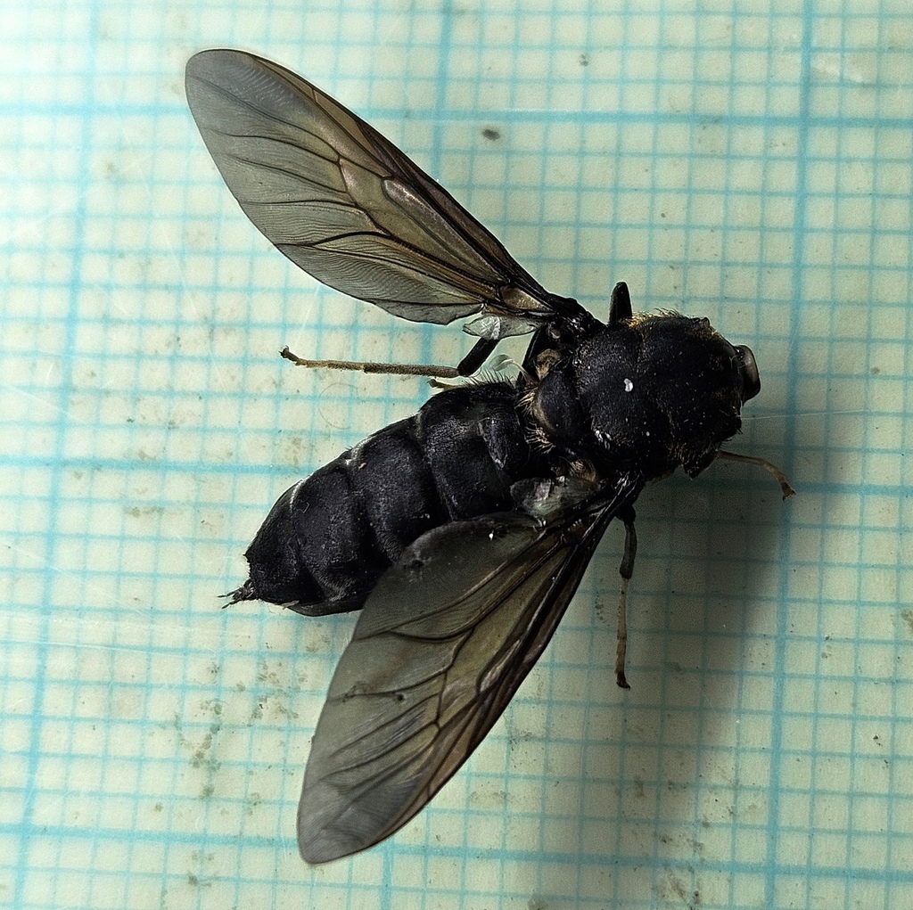 Black Soldier Fly from 台灣臺北 on January 17, 2024 at 11:19 PM by 胡正恆 ...