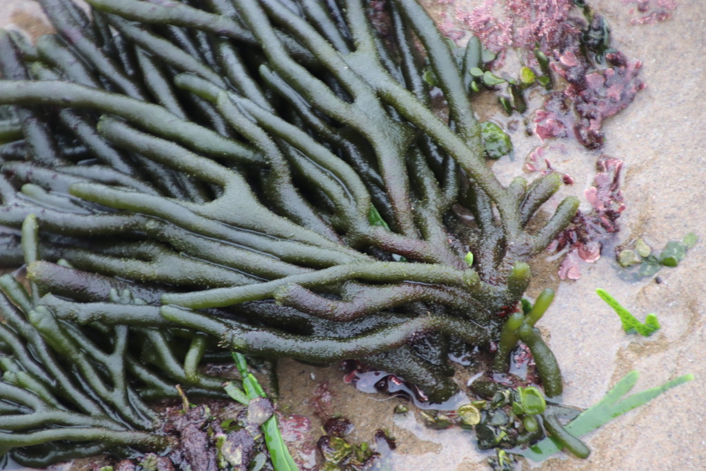 Hairy Upright Codium from Wild Coast Cutweni to Dakane - Mkosi to ...
