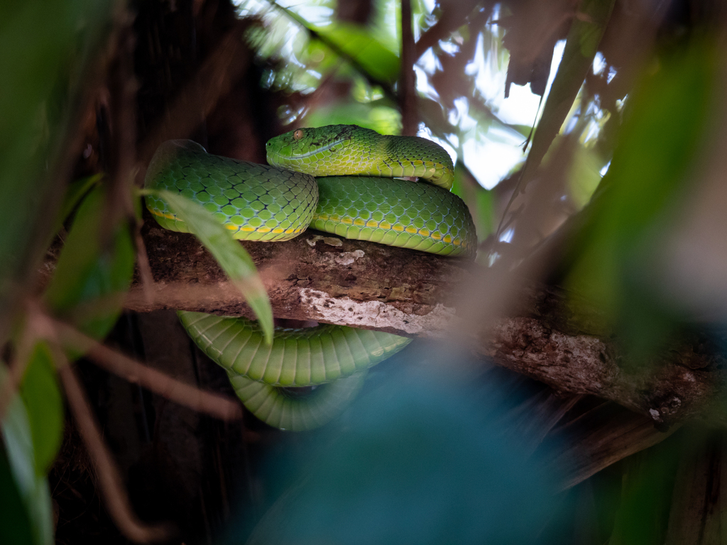 Vogel’s Pit Viper from Khao Yai National Park, Chang Wat Nakhon ...