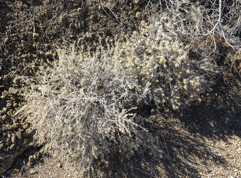 Burrobush from Riverside County, CA, USA on January 14, 2024 at 12:43 ...