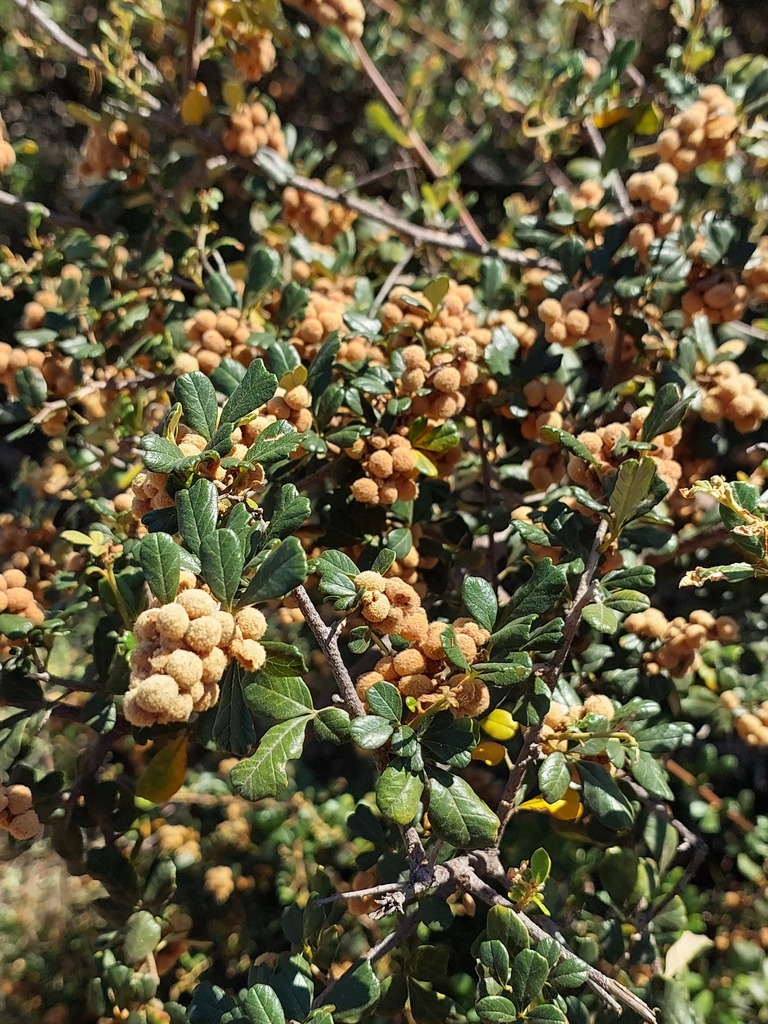 Rubrub Currantrhus from Cacadu, Eastern Cape, South Africa on November ...
