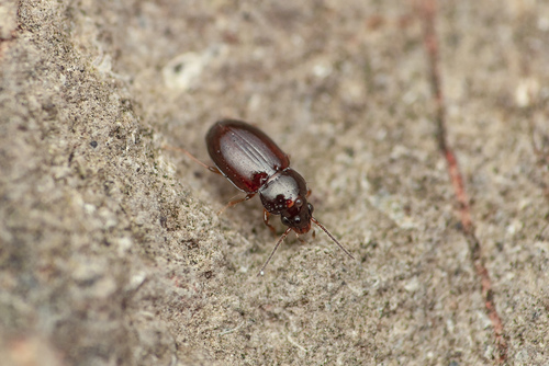 Observations by nana7mi · iNaturalist