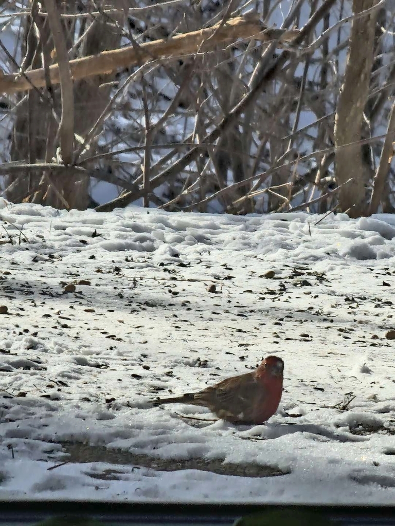House Finch from Mankato, MN, USA on January 16, 2024 by leah-kwon ...
