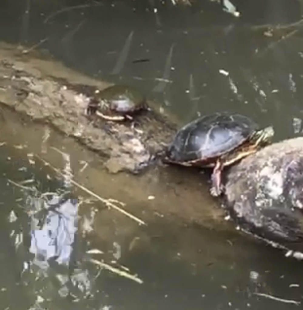 Painted Turtle from Detroit Zoo, Royal Oak, MI, US on May 13, 2017 at ...