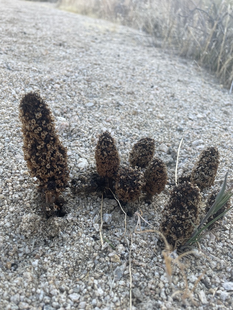 desert Christmas tree from Joshua Tree National Park, Riverside County ...