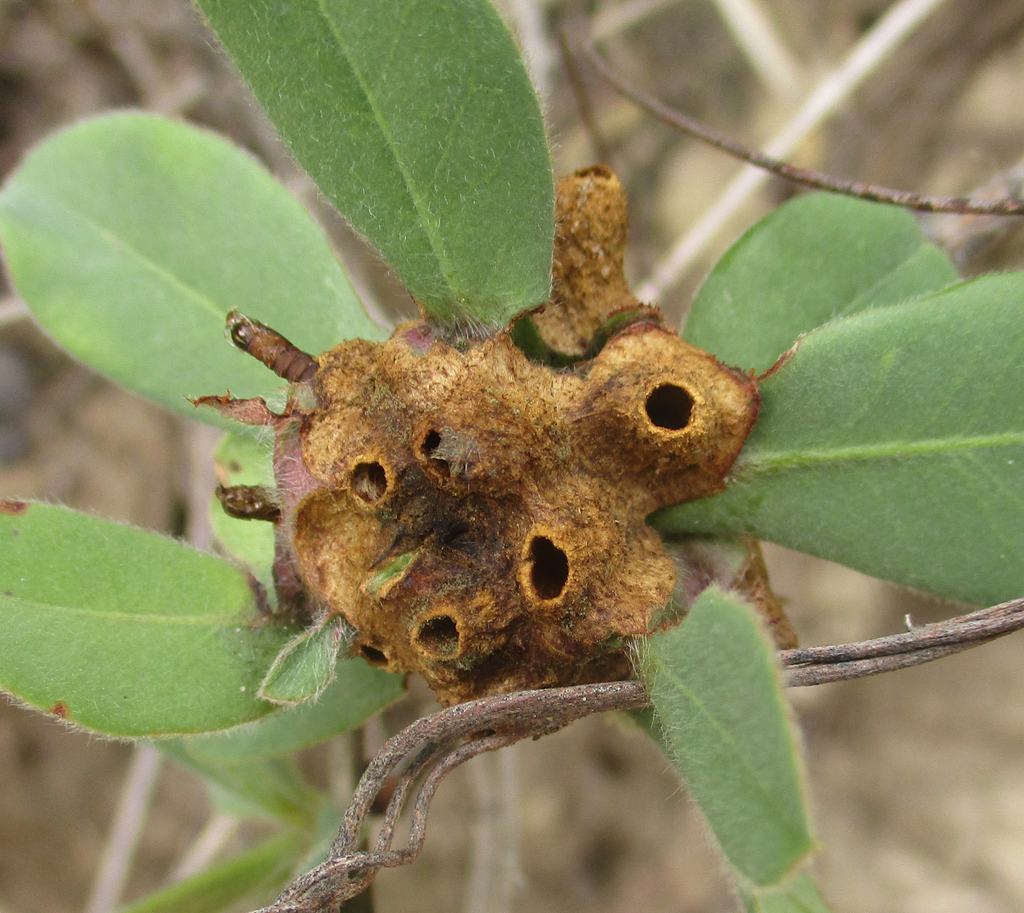Winged and Once-winged Insects from Serowe Botswana on January 16, 2024 ...