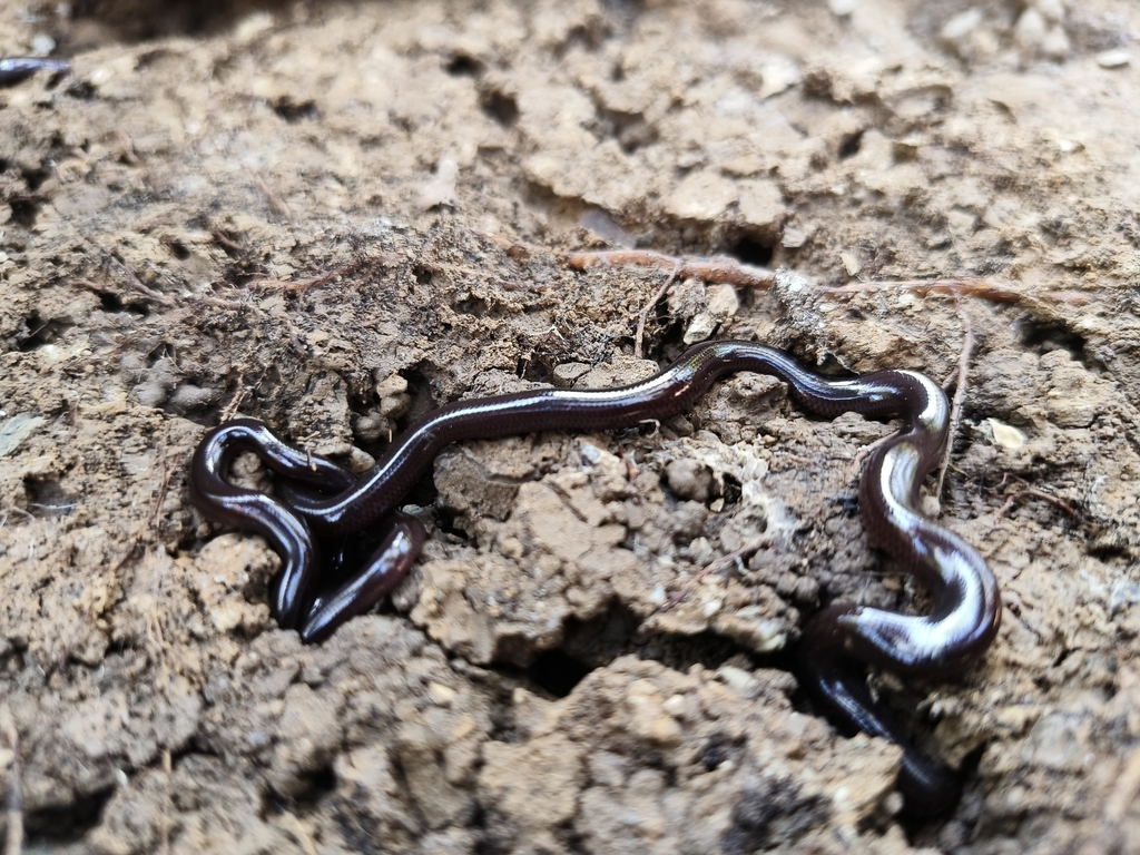 Brahminy Blindsnake from 7XJG+2HQ, Mohabbewala, Dehradun, Ashkrodi ...