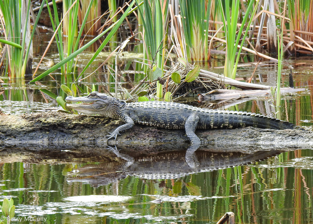 American Alligator from Biolab Rd, Florida, USA on January 13, 2024 at ...