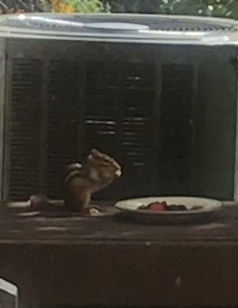 Eastern Chipmunk from Coolidge Hwy, Troy, MI, US on September 17, 2023 ...