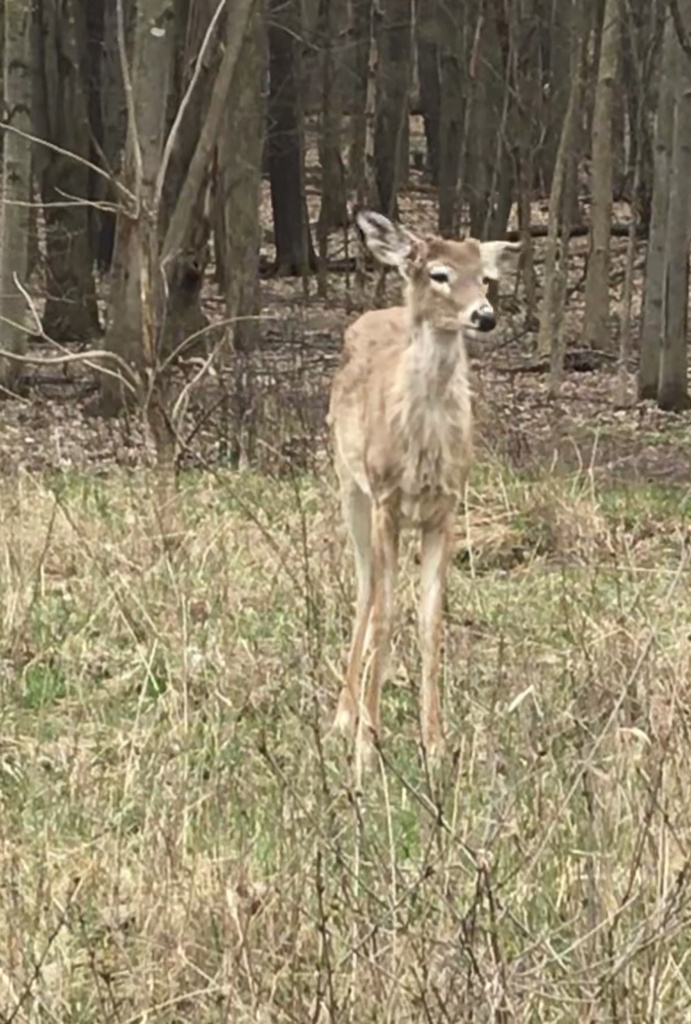White-tailed Deer from Troy Farm Park, Troy, MI, US on November 9, 2023 ...