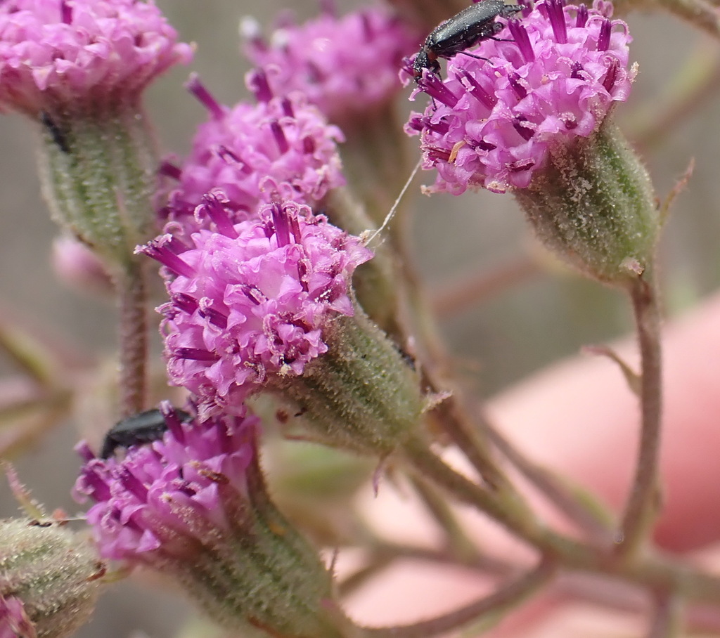 Purple Ragwort from Goudveld, Garden Route District Municipality, South ...