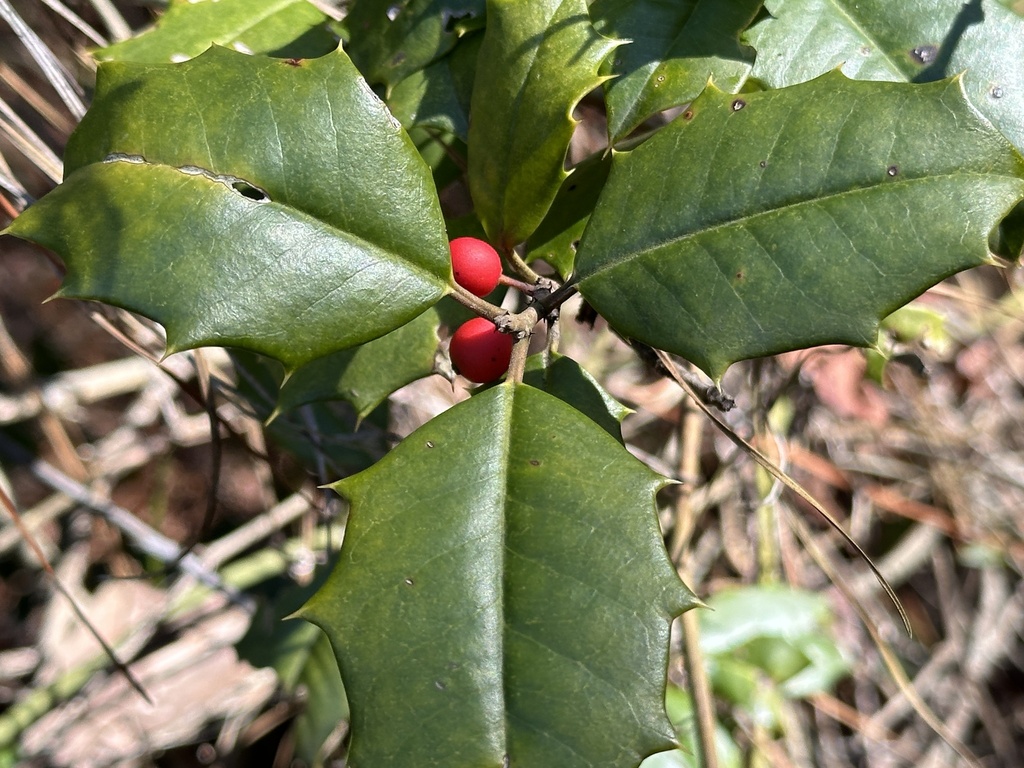 American holly from Ball Ln, Kilmarnock, VA, US on January 17, 2024 at ...