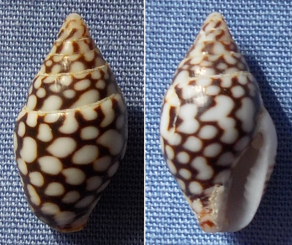 Tortoise Dove Shell in April 2017 by vrebizant. 16 mm long · iNaturalist