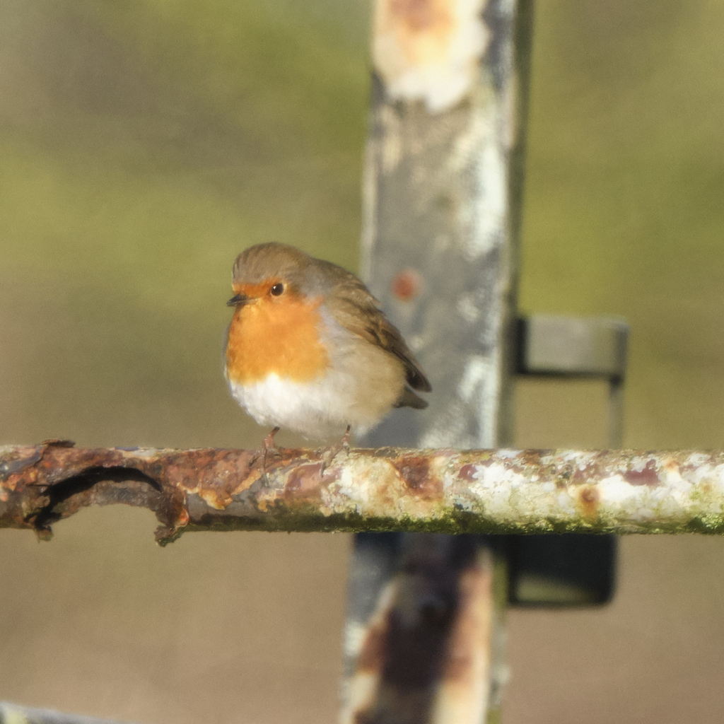 European Robin from Annan DG12, UK on January 17, 2024 by Mike Evans ...
