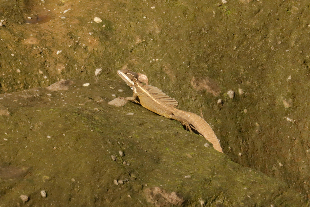 Common Basilisk From 40701 Heredia Bel n Cariari 40703 Costa Rica