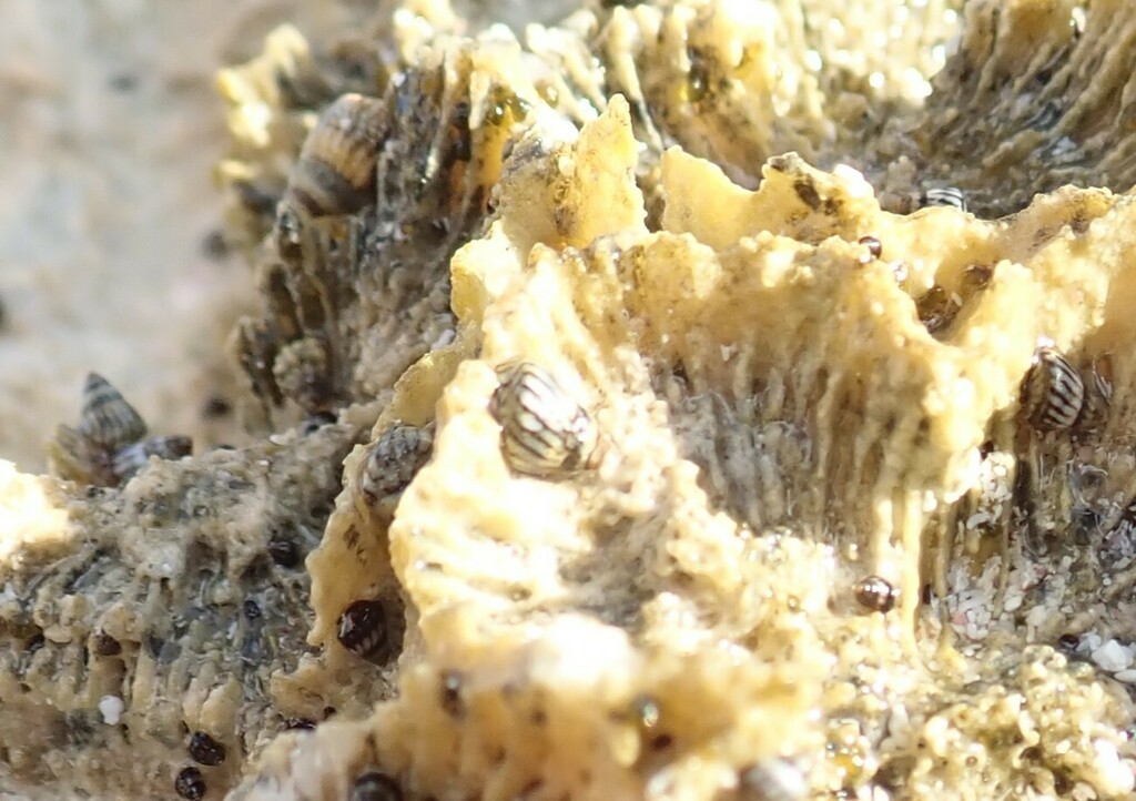 Zebra Periwinkle from San Salvador, The Bahamas on January 3, 2024 at ...