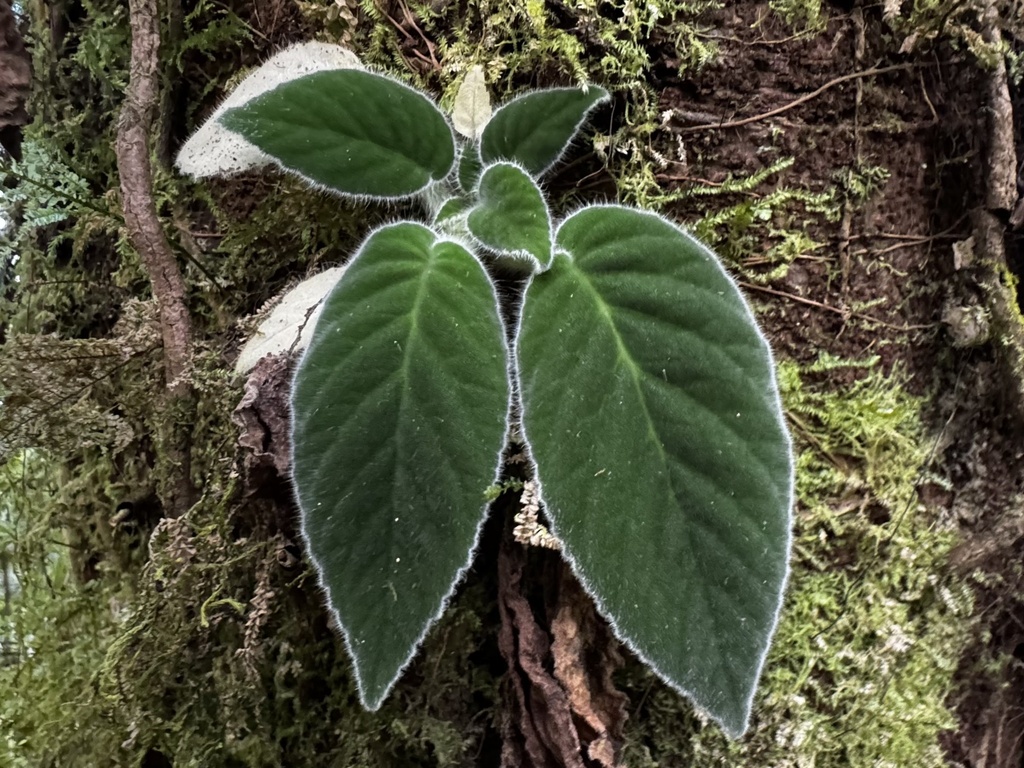 Argostemma from Doi Pha Hom Pok, Fang, Chiang Mai, TH on December 25 ...