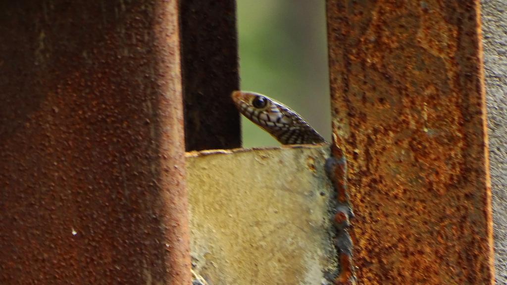 Oriental Rat Snake from Shri Ram Colony, Bhopal, Madhya Pradesh, India ...