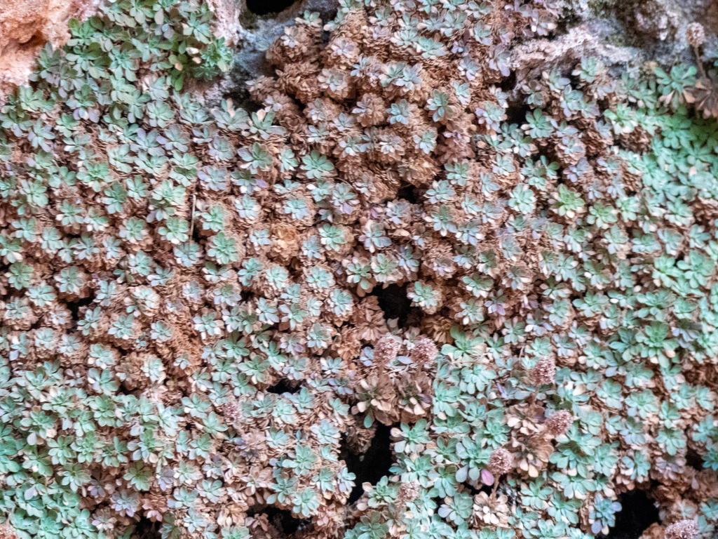 mat rock spiraea from Washington County, UT, USA on January 12, 2024 at ...