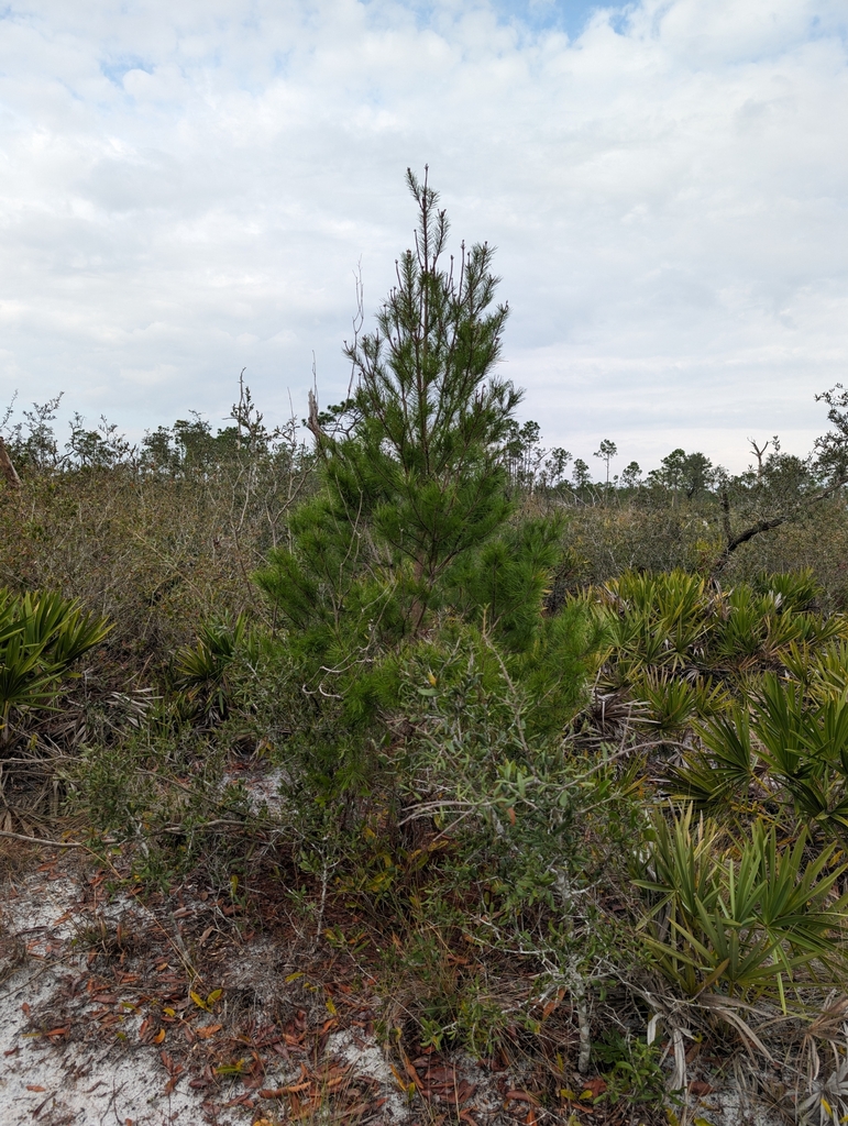sand pine from Frostproof, FL 33843, USA on January 15, 2024 at 10:48 ...