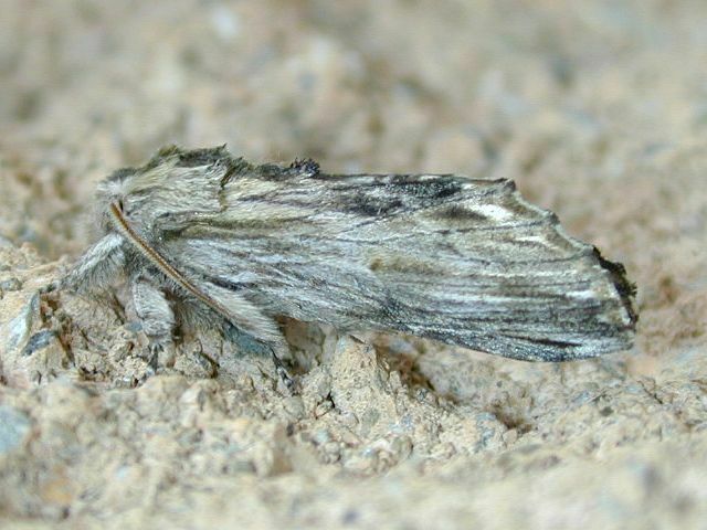 White-streaked Prominent from Ward Pound Ridge - Trailside, Westchester ...