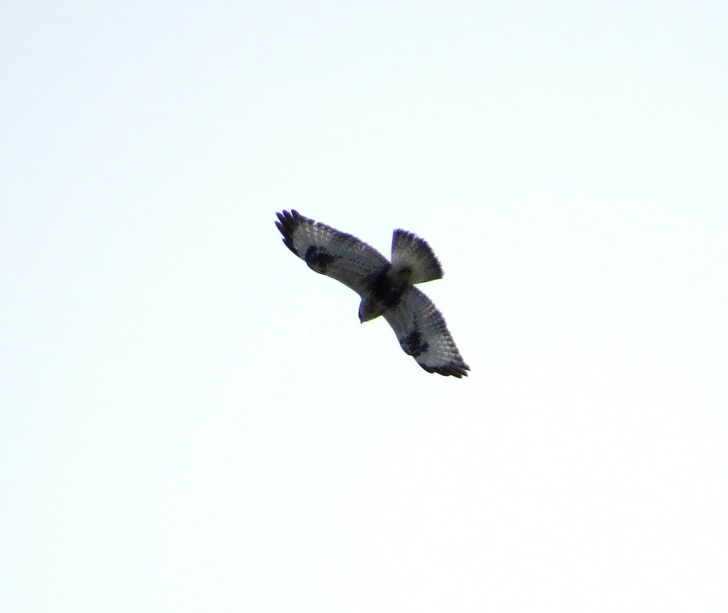 Rough-legged Hawk from 250 Sharp Rd, Avondale, PA 19311 on February 9 ...